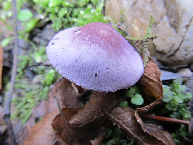 Lilac Fibrecap (Inocybe Geophylla var. lilacina) Identification