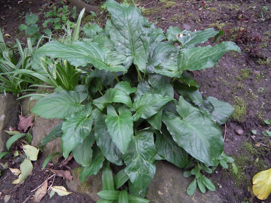 Magpie Inkcap (Coprinopsis picacea) Identification