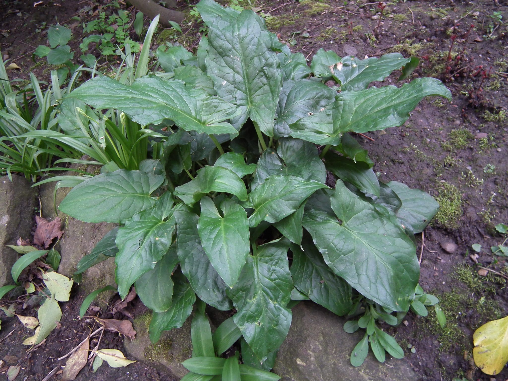 Comfrey (Symphytum officinale) Identification