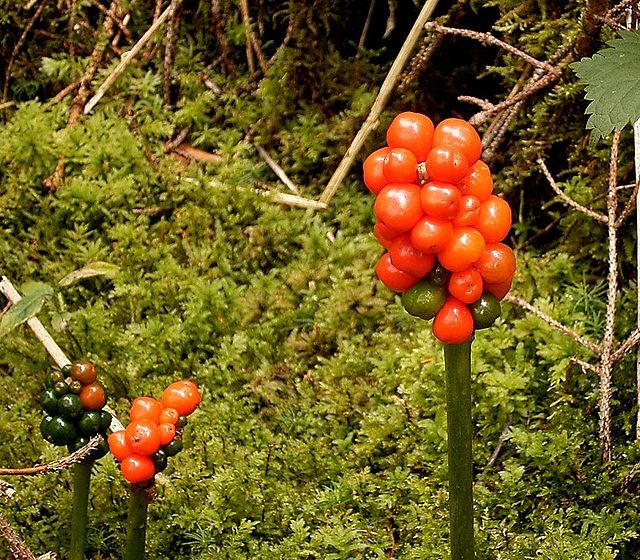 Toxic to Touch: Toxic Plants to Avoid on Your Foraging Adventures