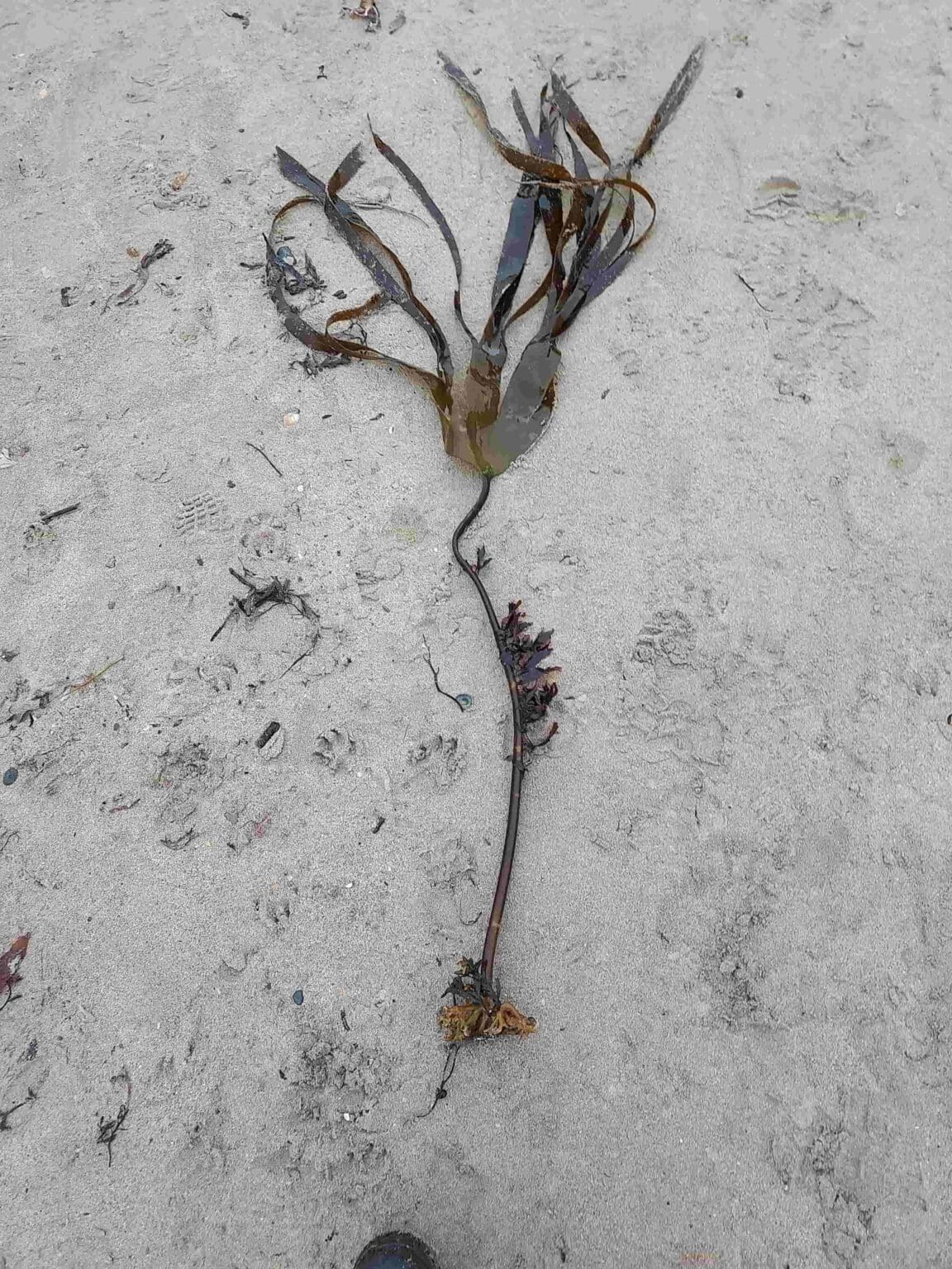Oarweed Seaweed (Laminaria digitata) Identification