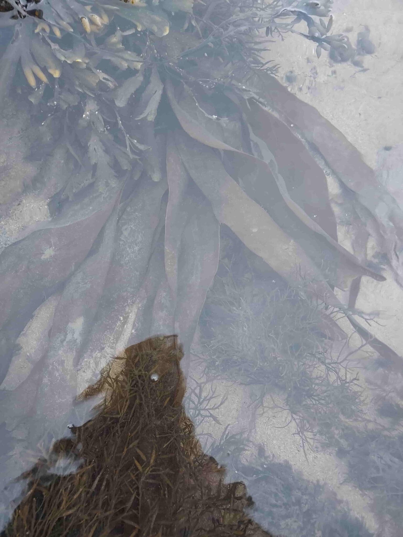 Oarweed Seaweed (Laminaria digitata) Identification