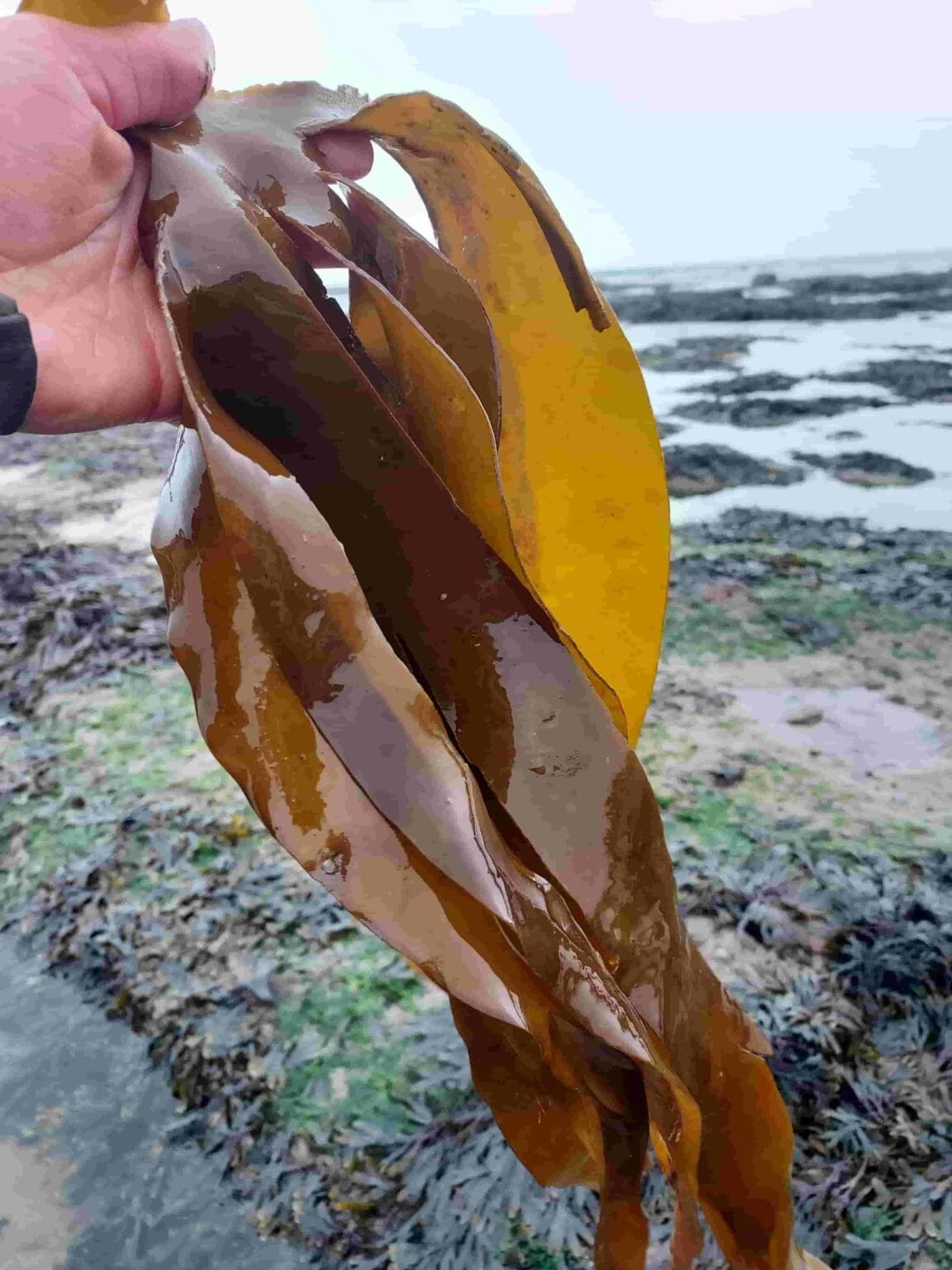 Oarweed Seaweed (Laminaria digitata) Identification