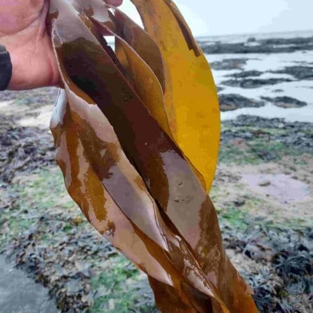 Oarweed Seaweed (Laminaria digitata) Identification