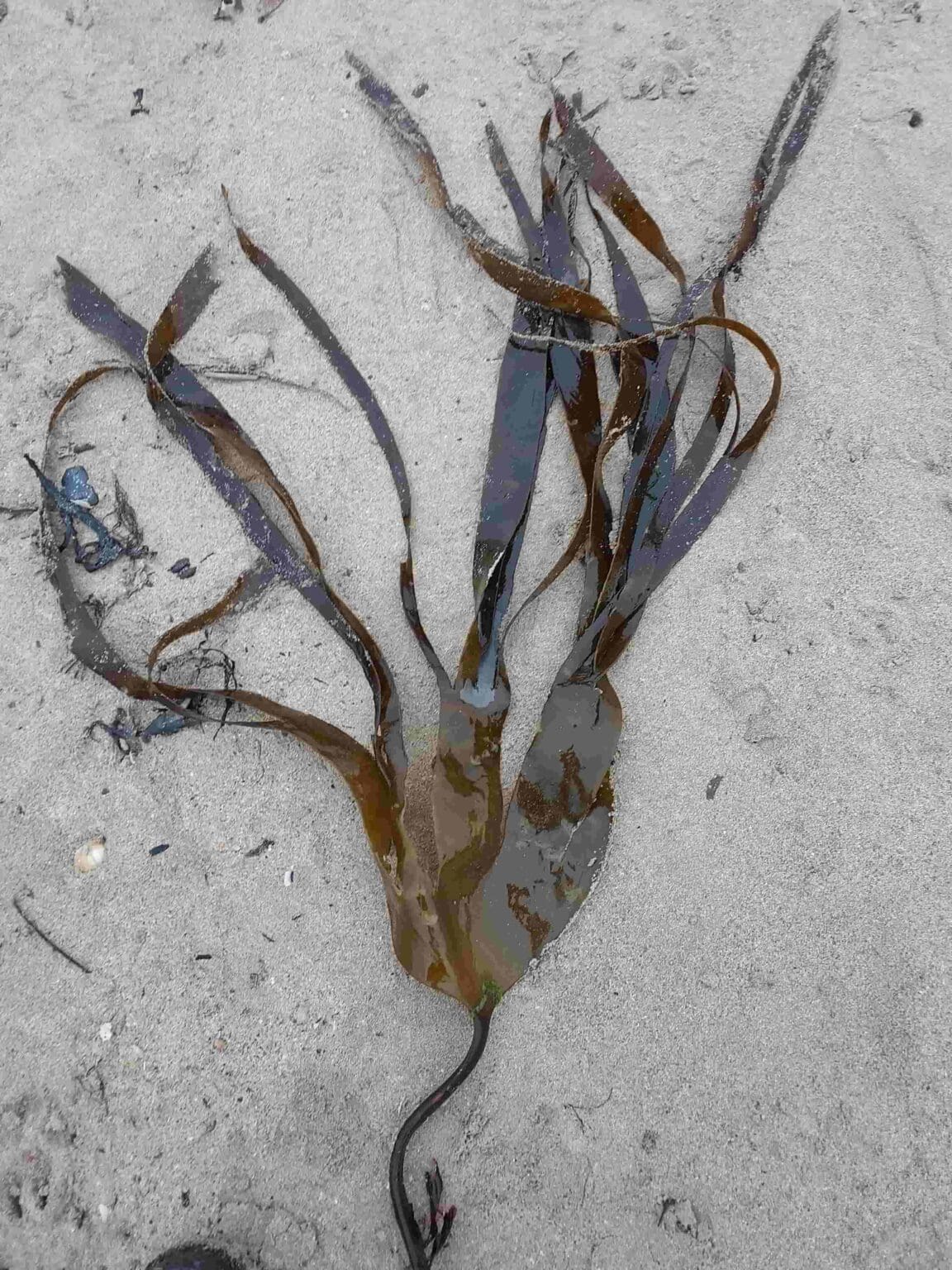 Oarweed Seaweed (Laminaria digitata) Identification