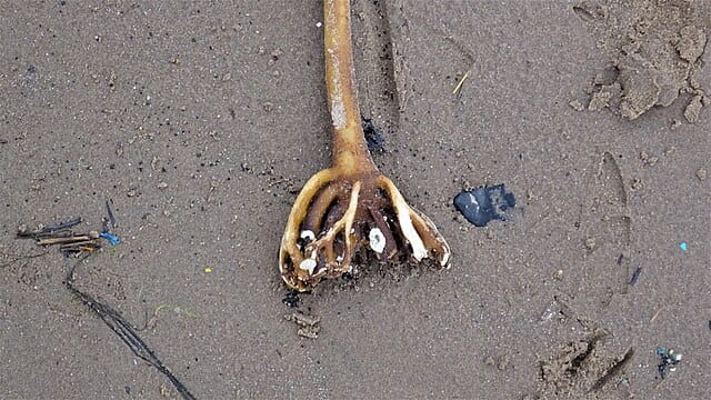 Oarweed Seaweed (Laminaria digitata) Identification