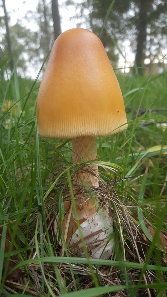 Introduction to the the Amanita Mushrooms Family