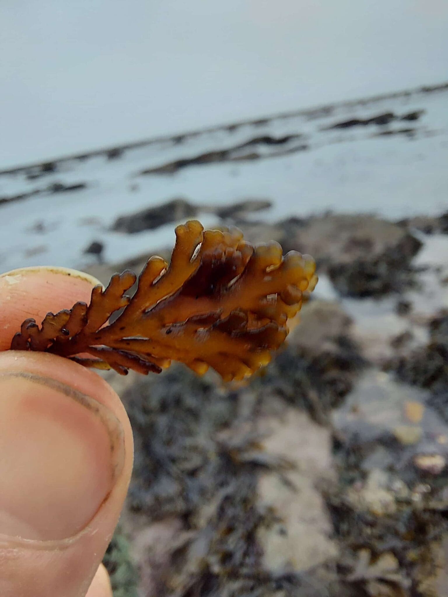 Pepper Dulse (Osmundea pinnatifida) Identification
