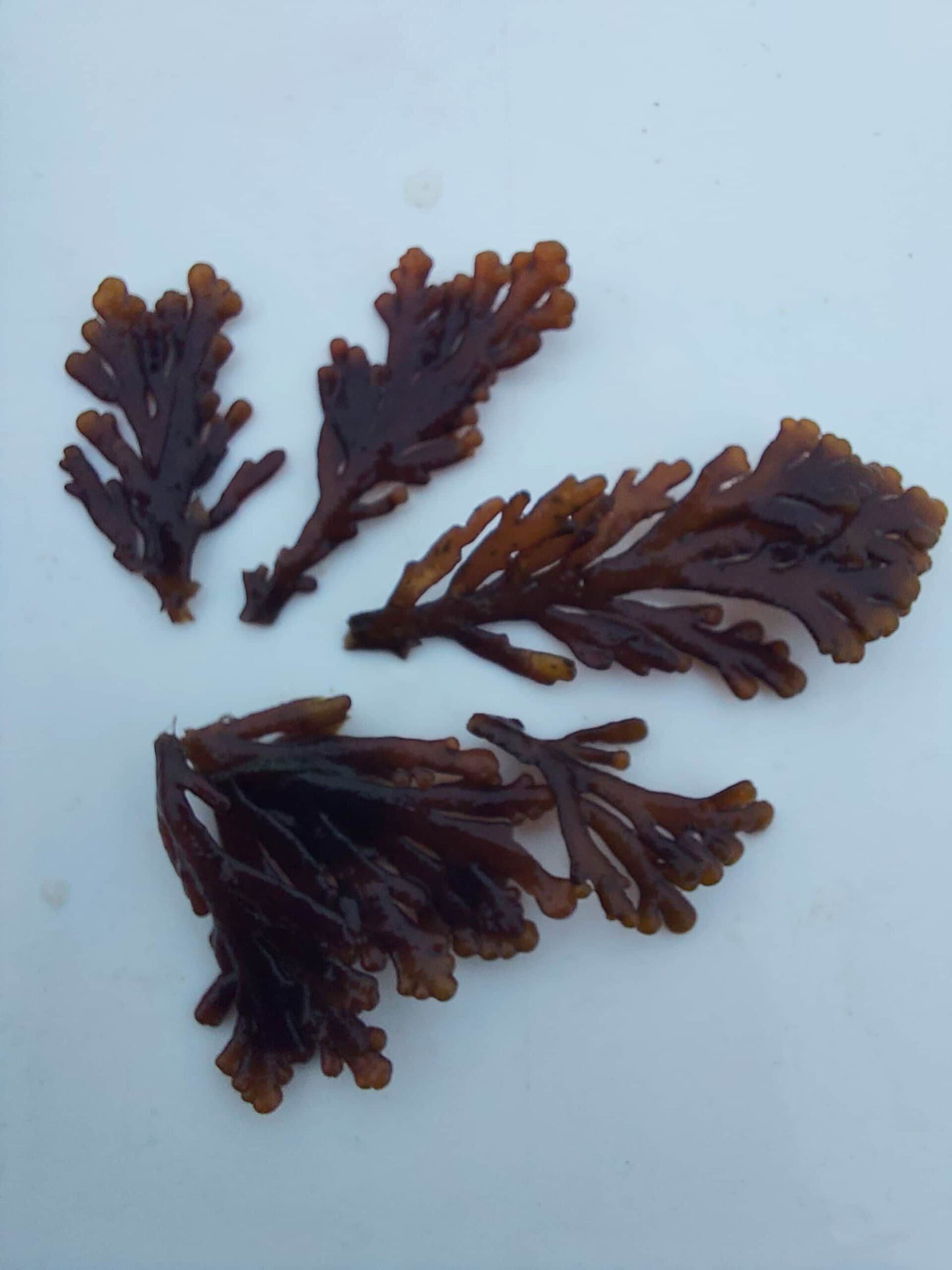 Pepper Dulse (Osmundea pinnatifida) Identification
