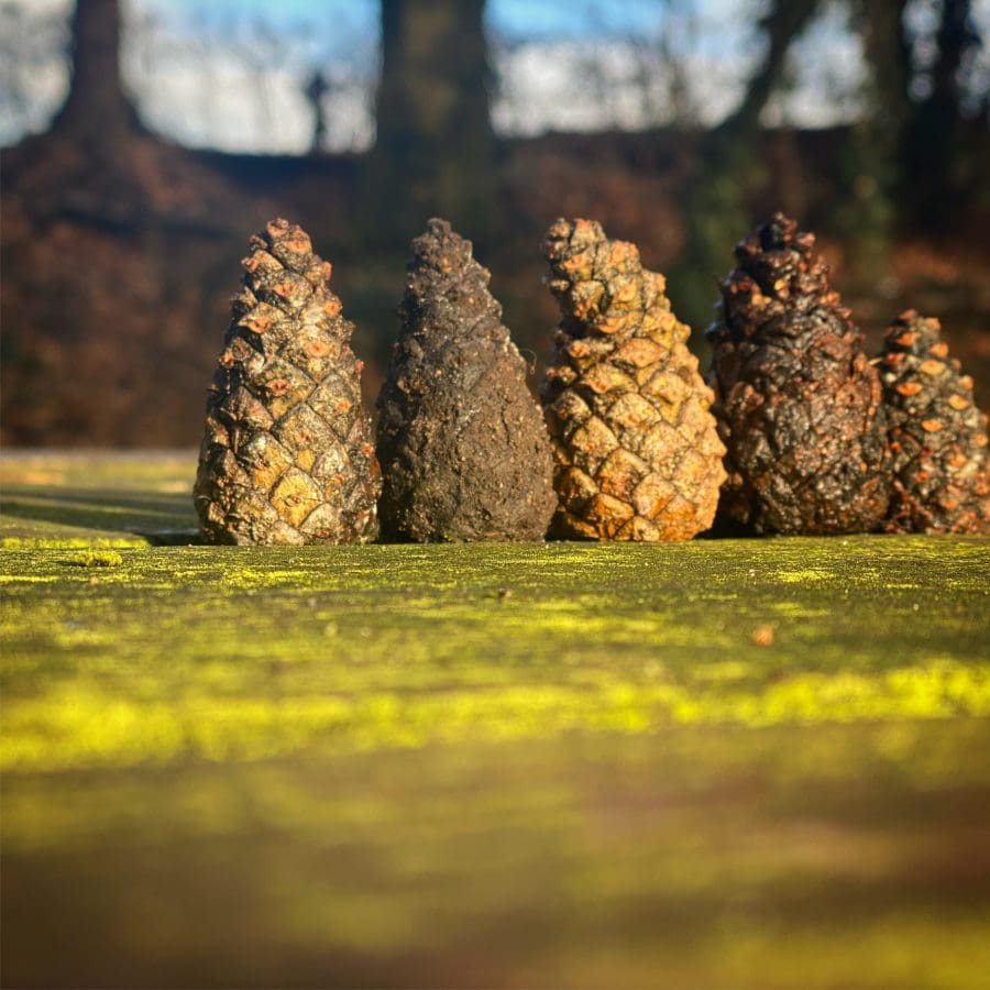 Scots Pine (Pinus Sylvestris) Identification