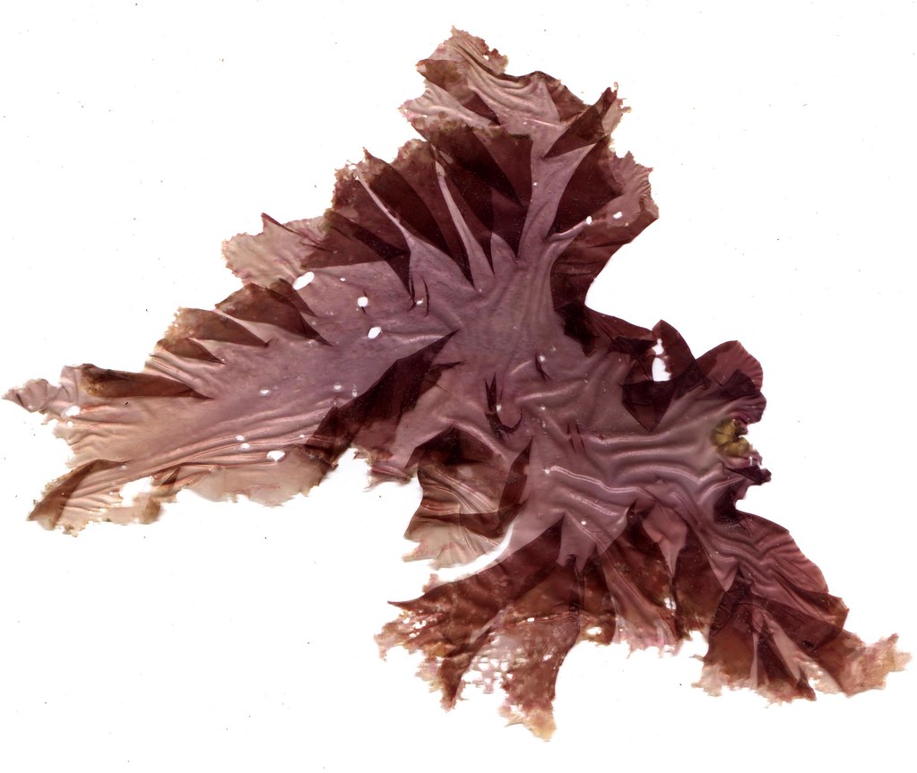 Nori Seaweed (Pyropia yezoensis) Identification