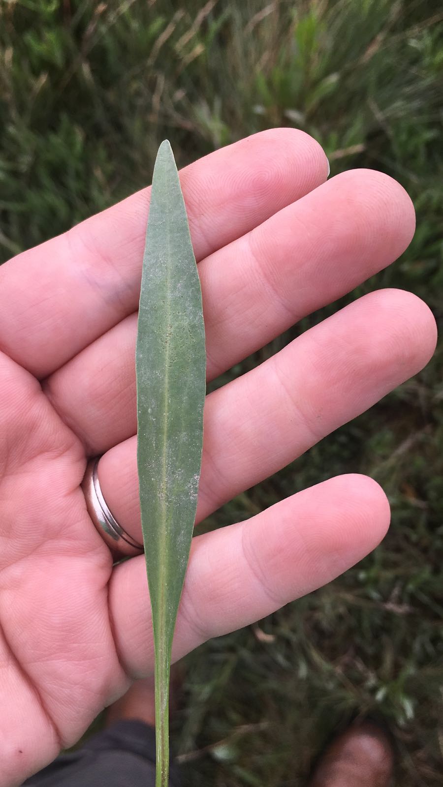 Sea Aster (Aster tripolium) Identification