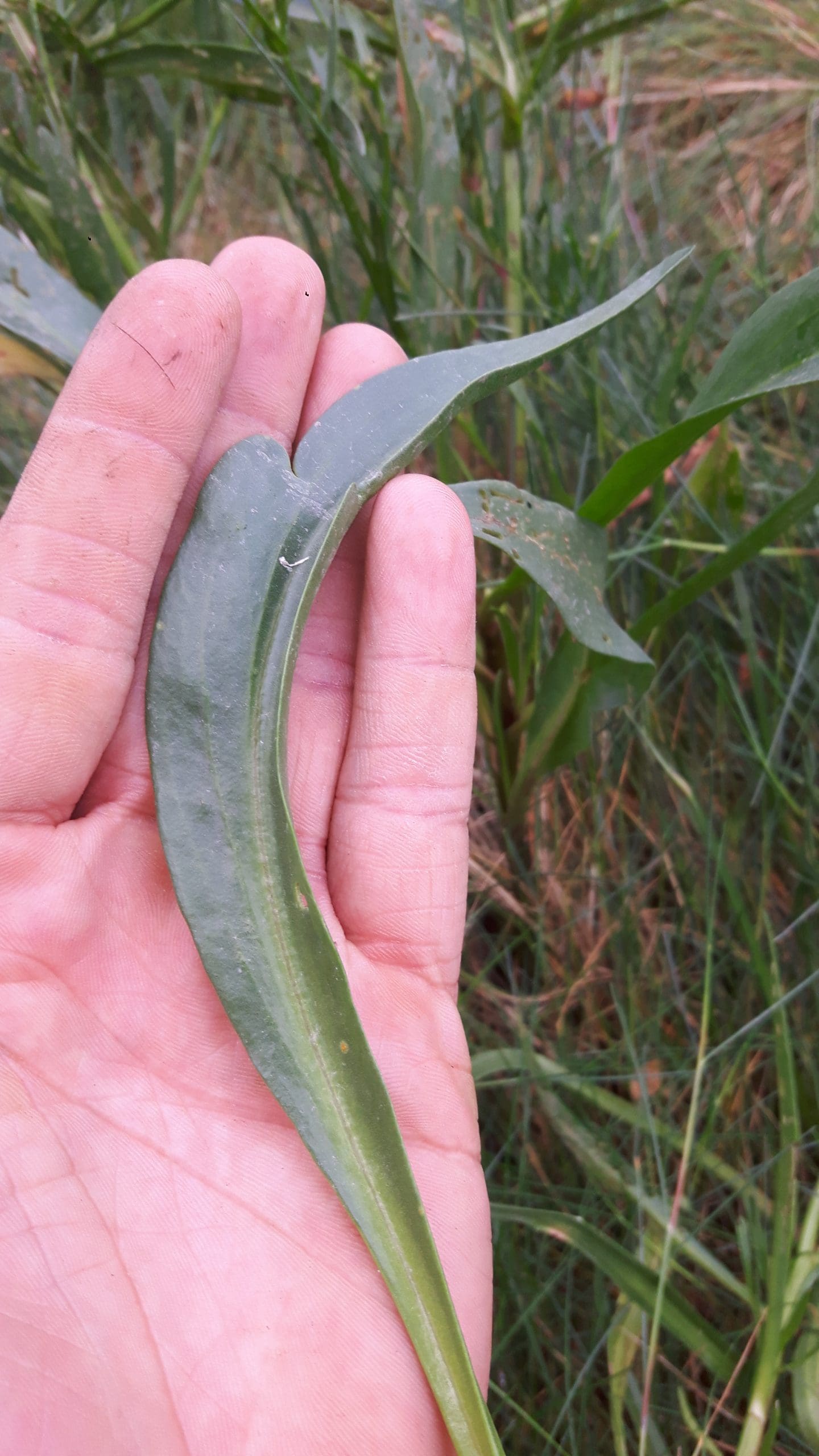 Sea Aster (Aster tripolium) Identification