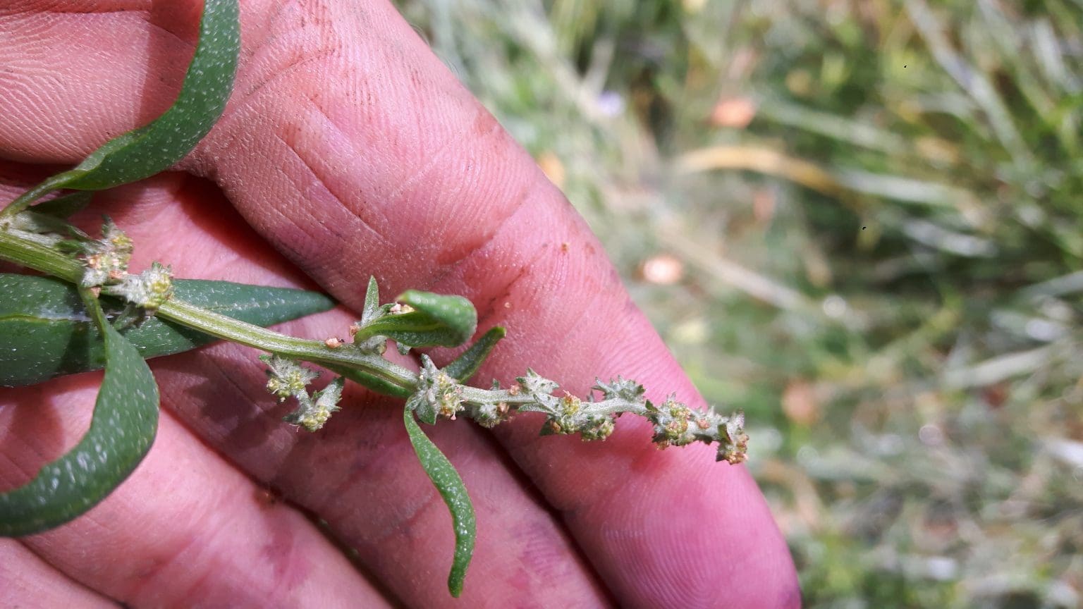 Sea Aster (Aster tripolium) Identification