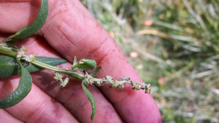 Sea Aster (Aster tripolium) Identification