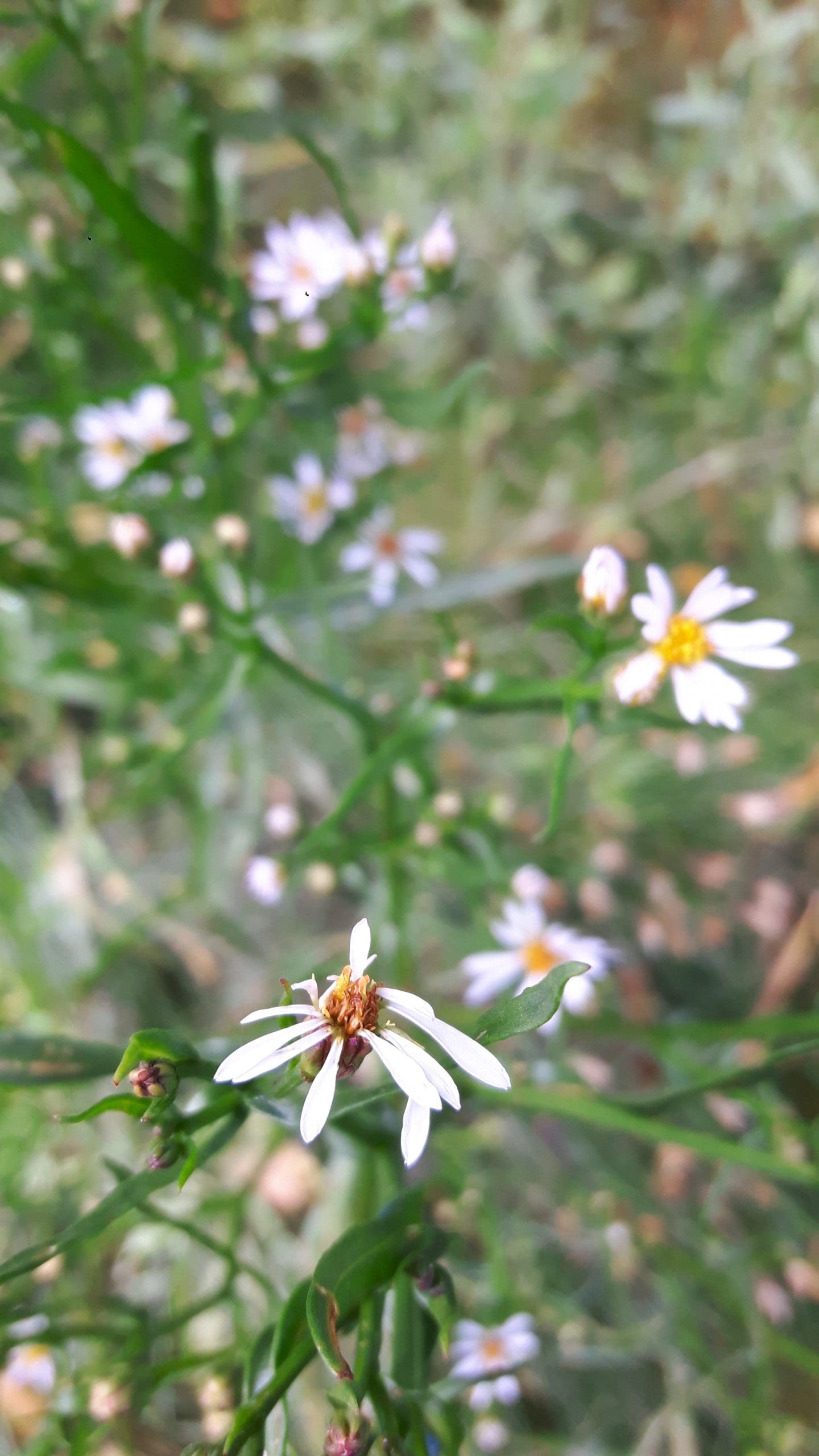 Sea Aster (Aster tripolium) Identification