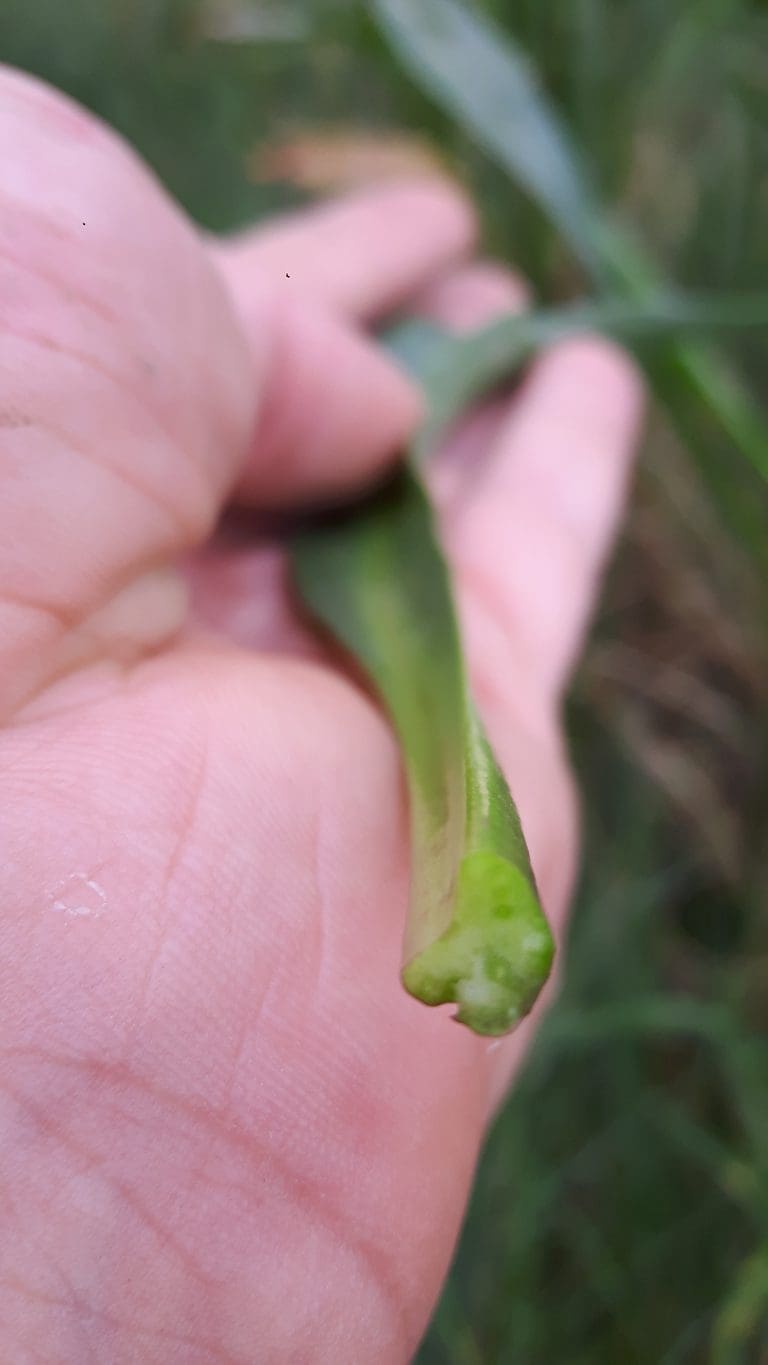 Sea Aster (Aster tripolium) Identification