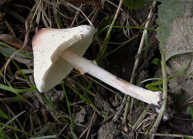 Stinking Dapperling (Lepiota cristata) Identification
