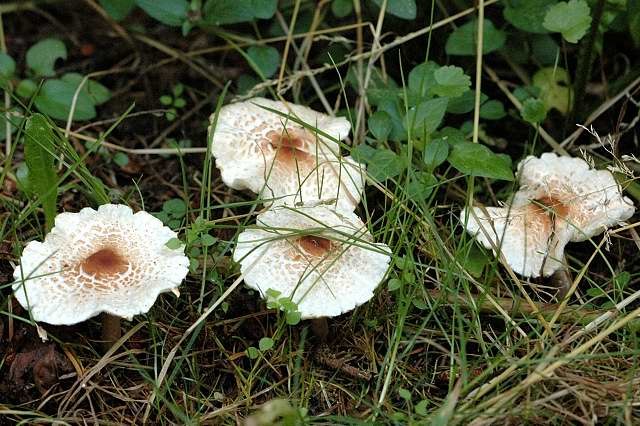 Stinking Dapperling (Lepiota cristata) Identification