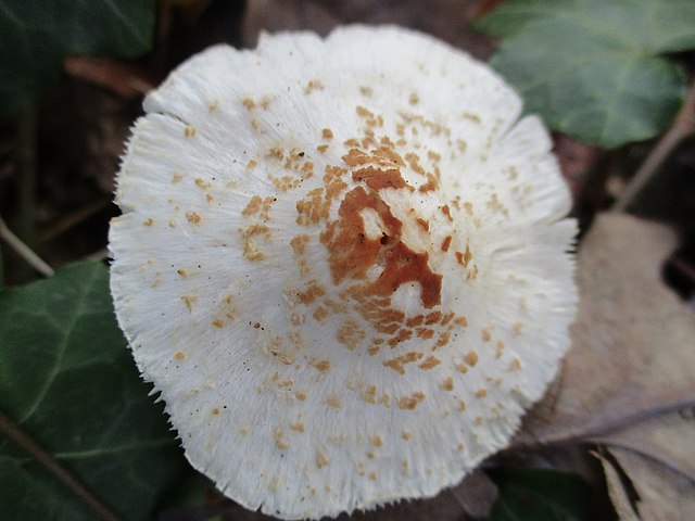 Stinking Dapperling (Lepiota cristata) Identification