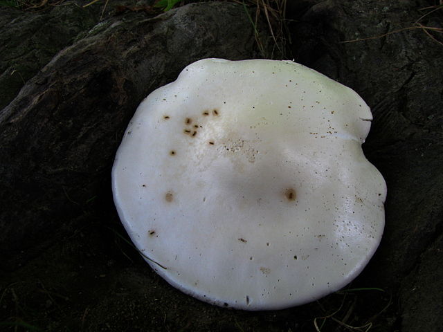 The Miller Mushroom (Clitopilus prunulus) Identification