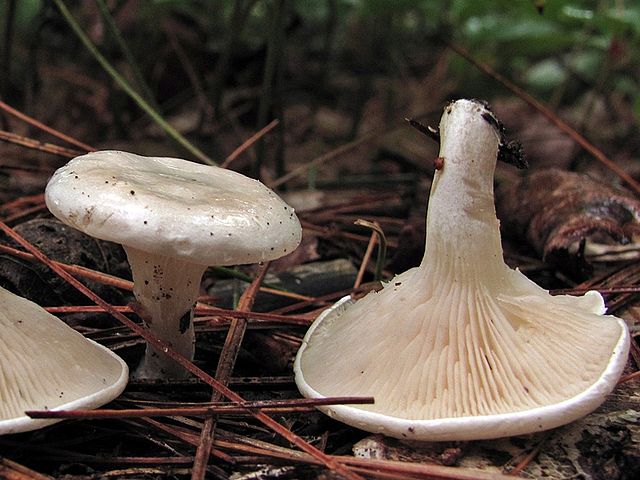 The Miller Mushroom (Clitopilus prunulus) Identification