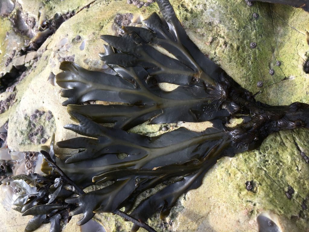 Oarweed Seaweed (Laminaria digitata) Identification