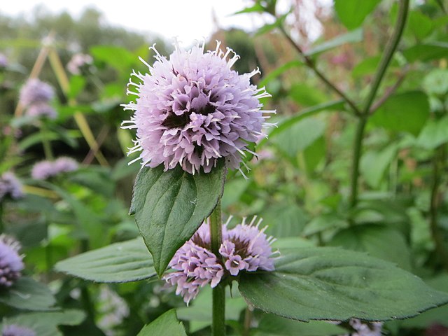 Water Mint (Mentha aquatica) Identification Guide