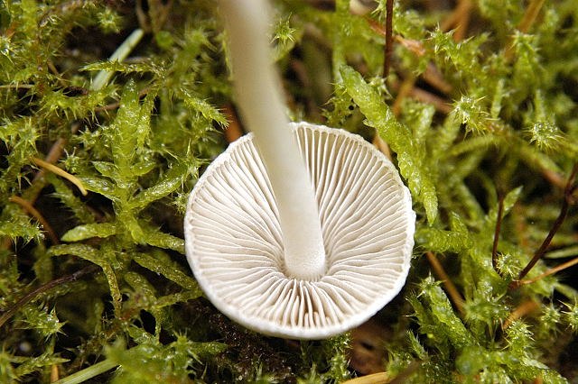White Fibrecap (Inocybe Geophylla) Identification