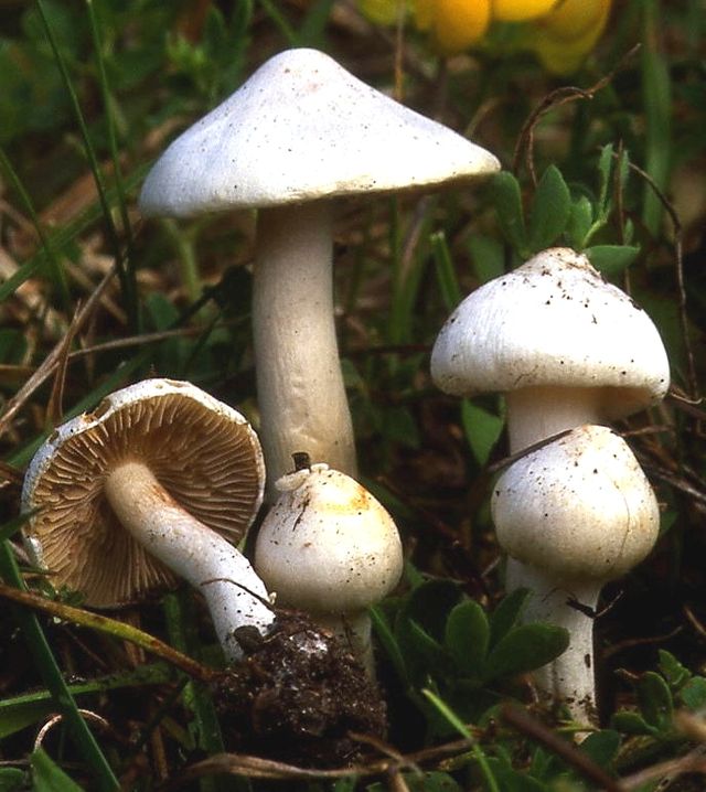White Fibrecap (Inocybe Geophylla) Identification