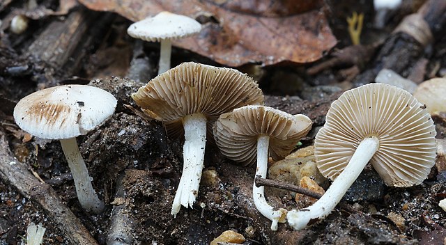 White Fibrecap (Inocybe Geophylla) Identification