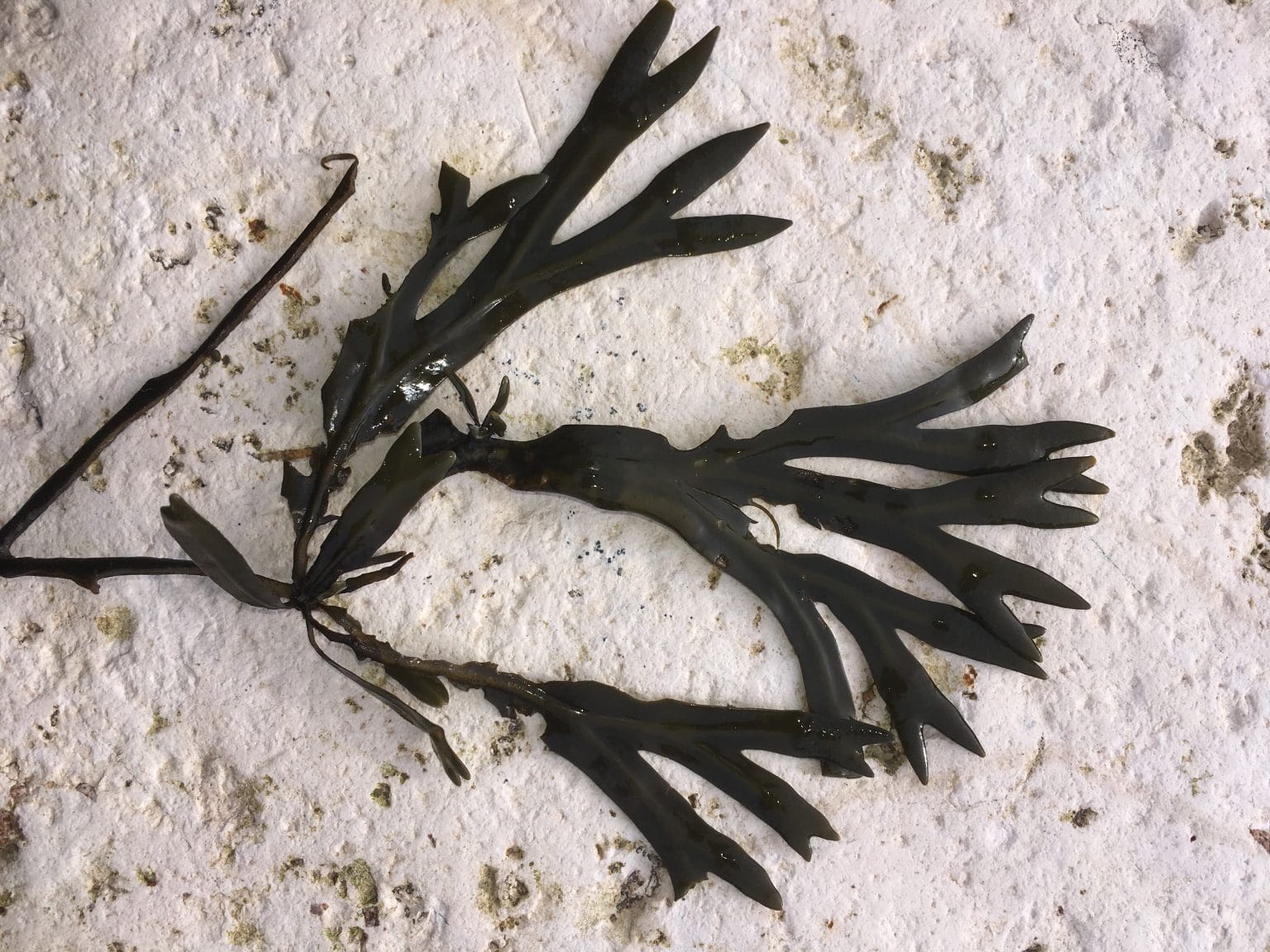 Serrated Wrack (Fucus serratus) Identification