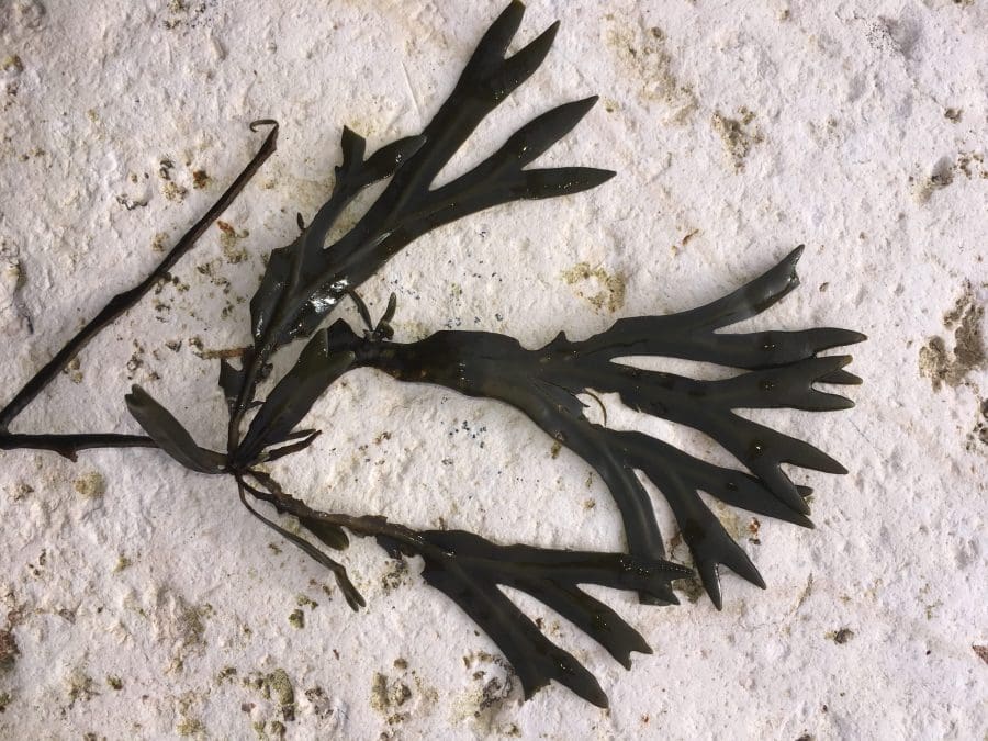 Serrated Wrack (Fucus serratus) Identification