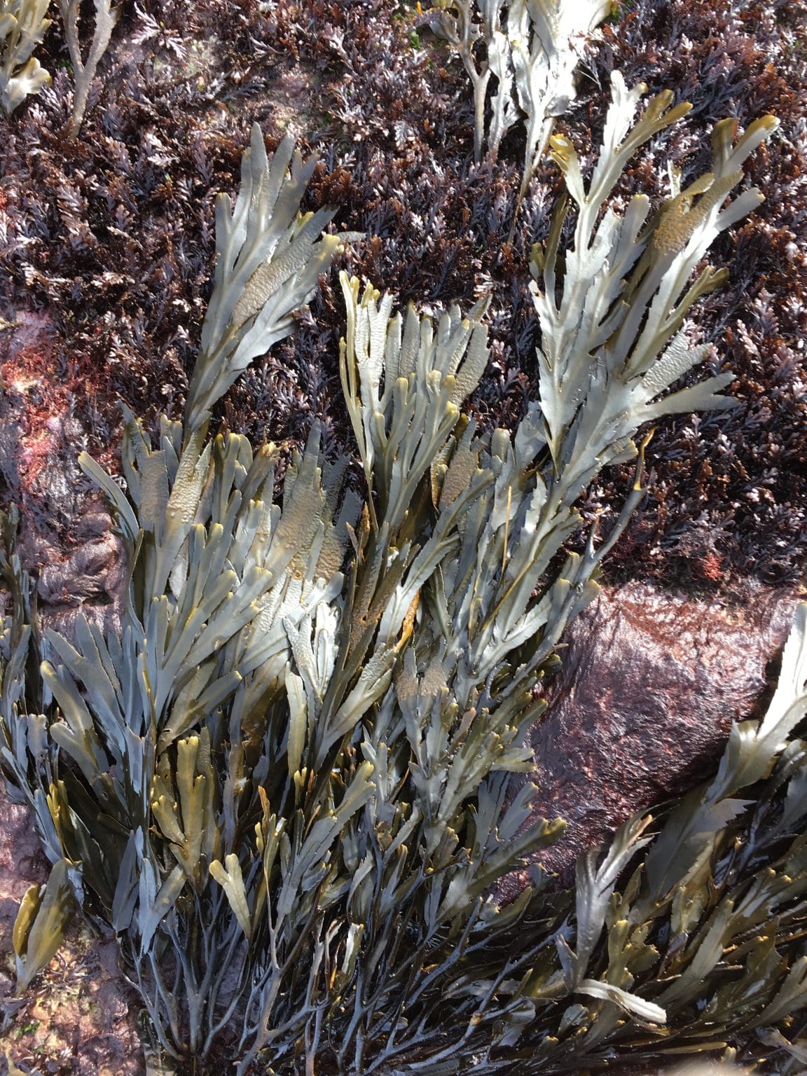 Serrated Wrack (Fucus serratus) Identification