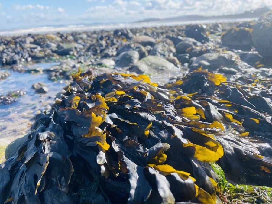 Serrated Wrack (Fucus serratus) Identification