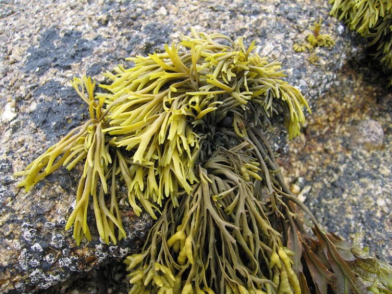 Channel Wrack Seaweed (Pelvetia canaliculata) Identification
