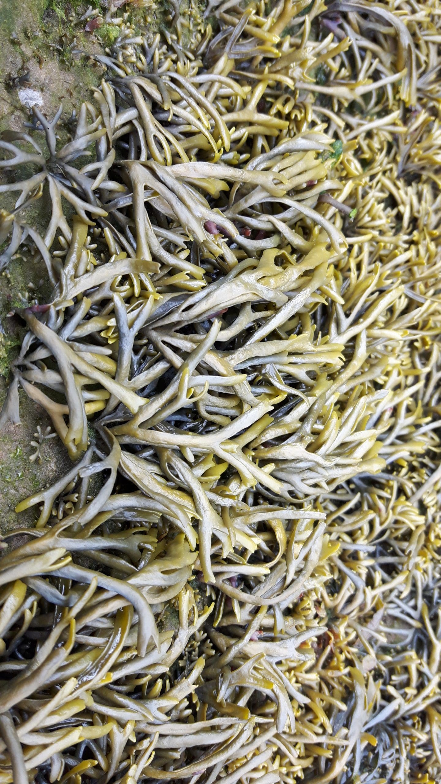 Channel Wrack Seaweed (Pelvetia canaliculata) Identification