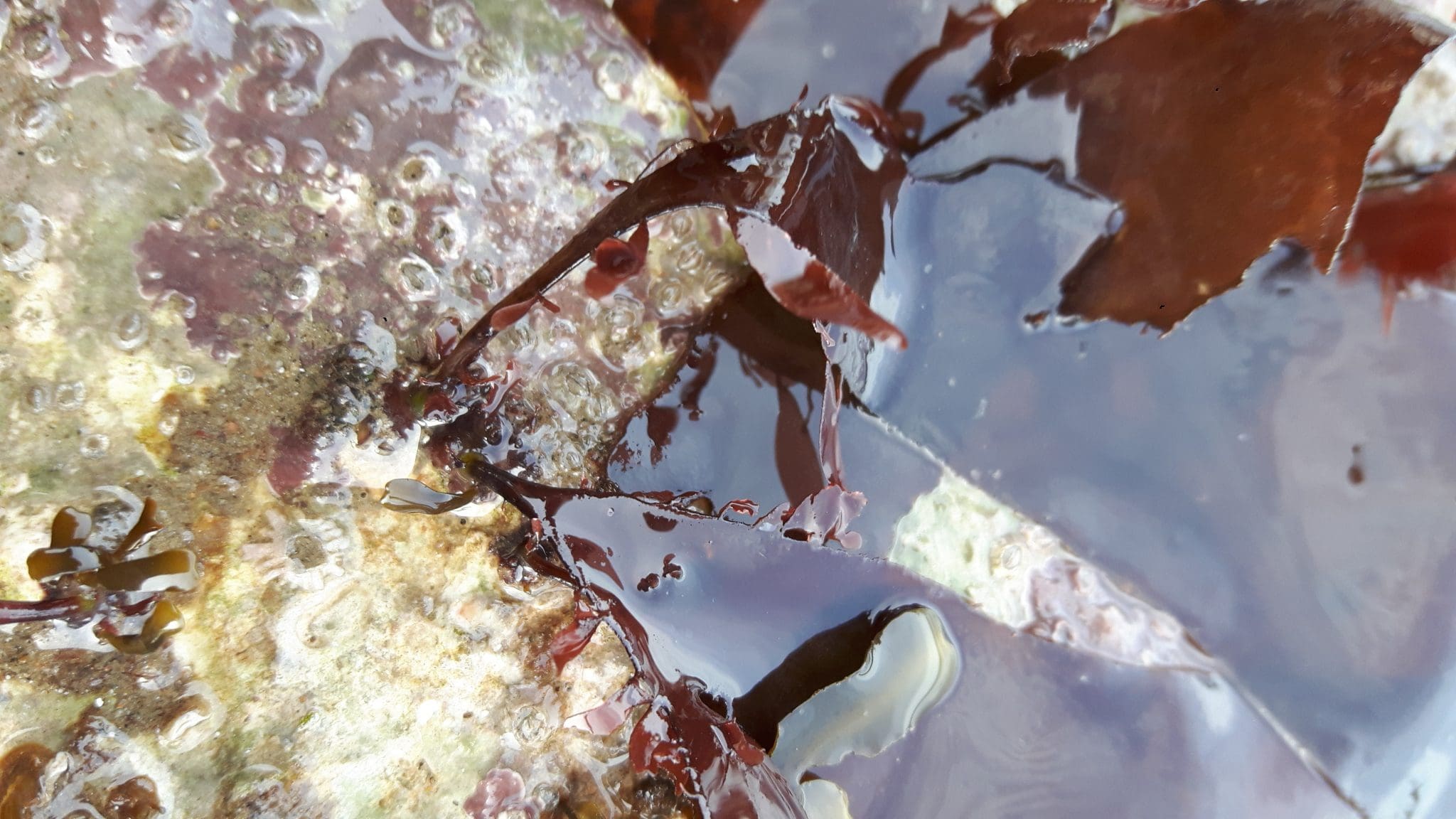 Dulse Seaweed (Palmaria palmata) Identification