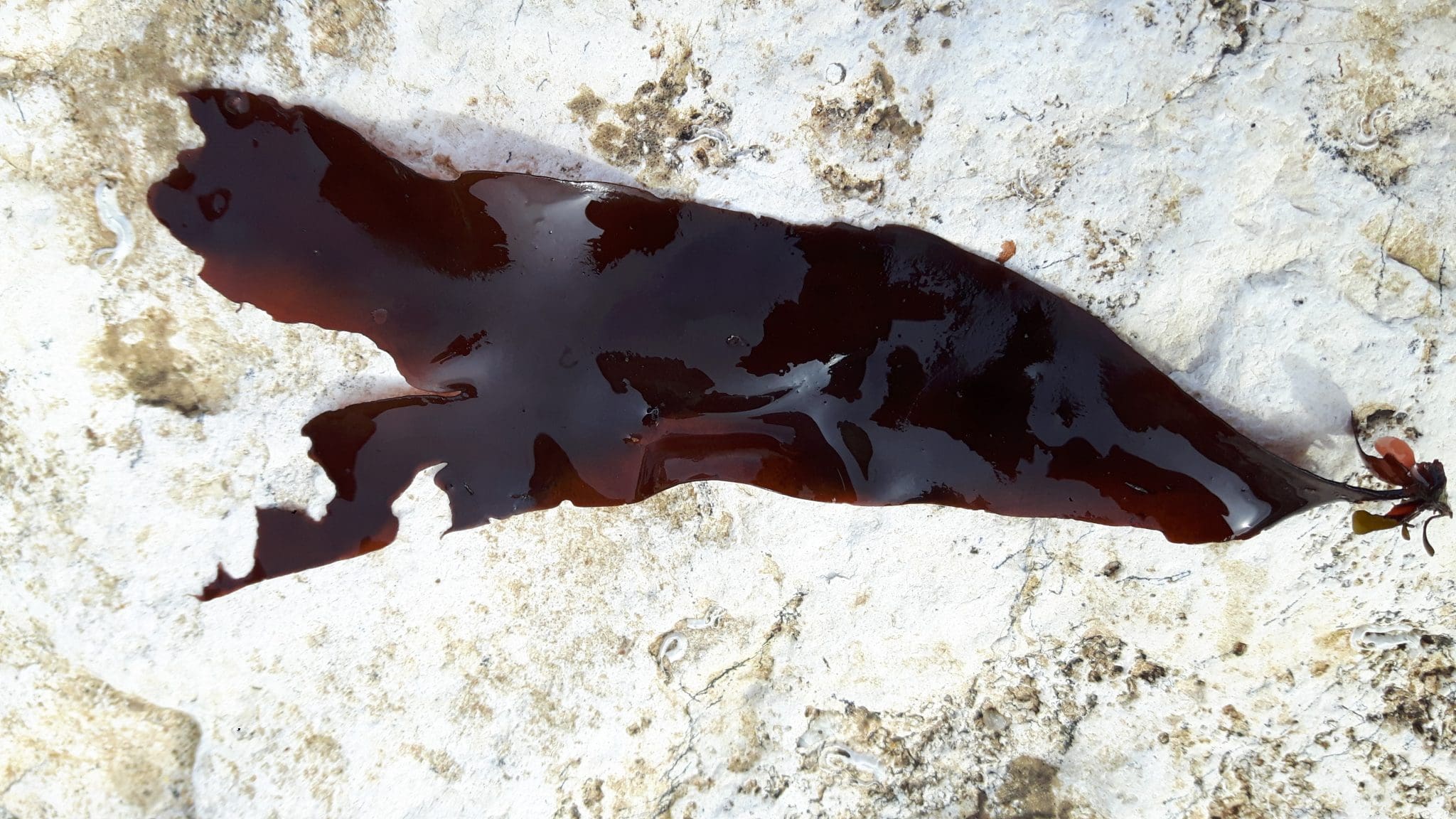 Dulse Seaweed (Palmaria palmata) Identification