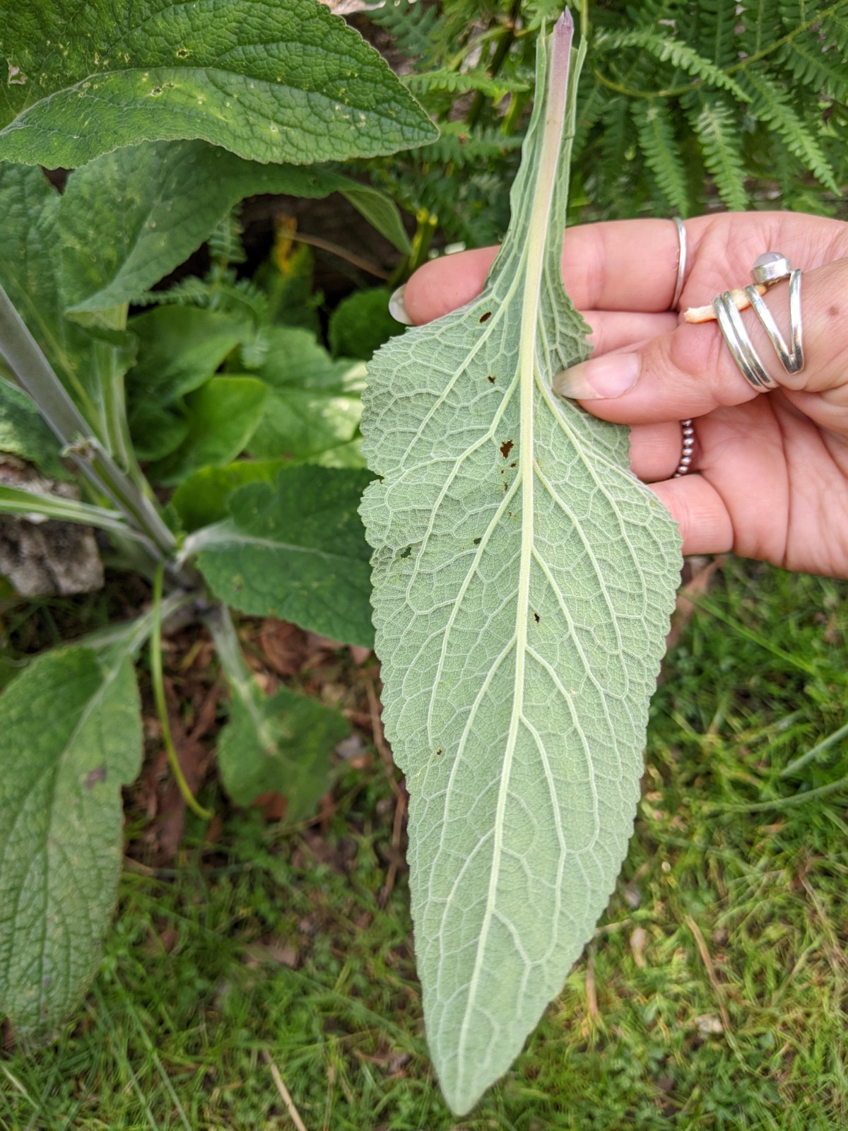 Foxgloves (Digitalis Purpurea) Identification