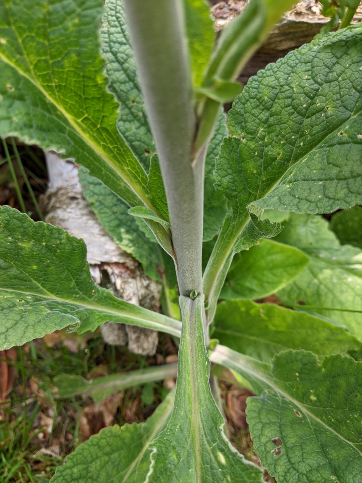 Foxgloves (Digitalis Purpurea) Identification