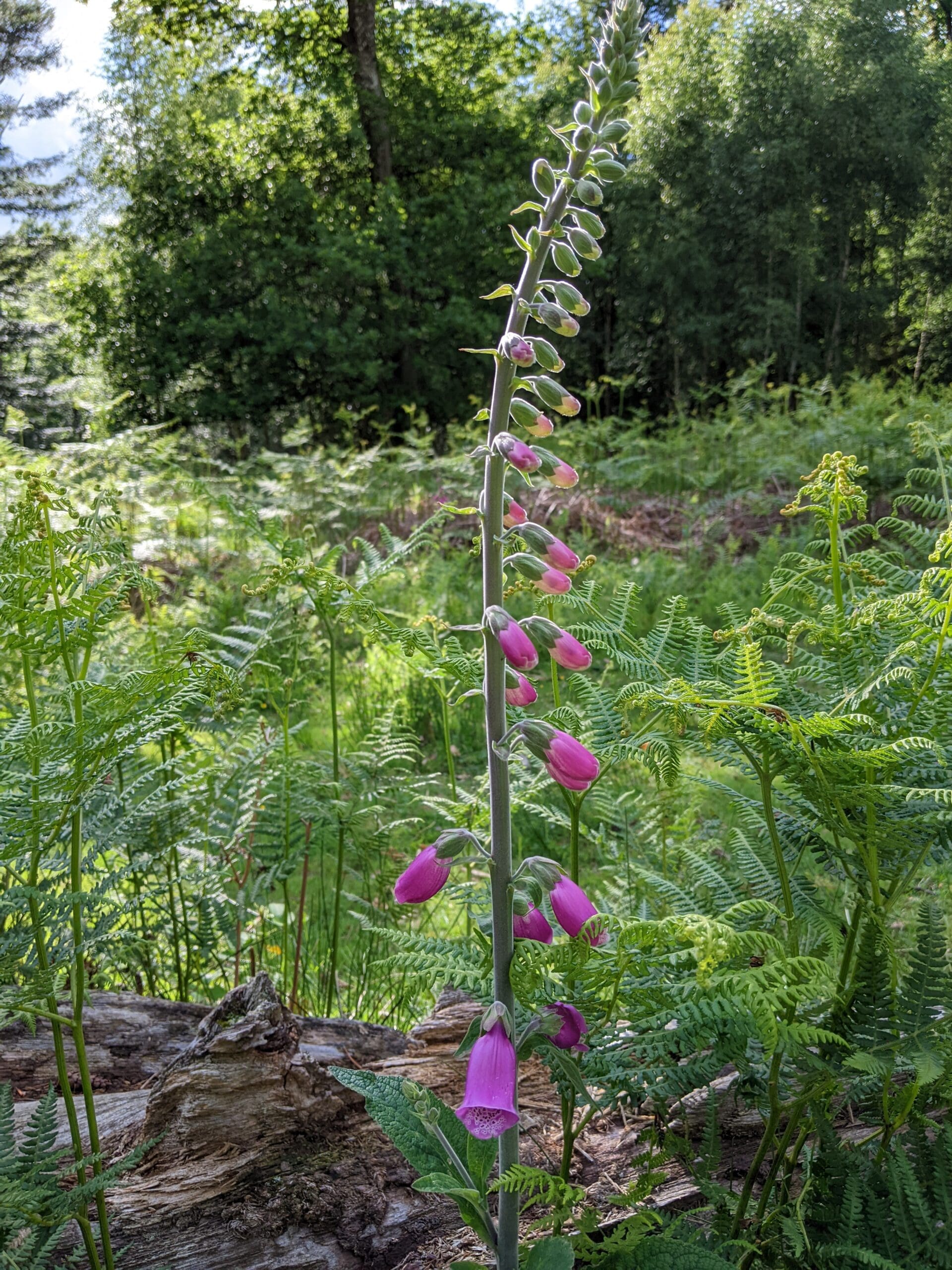 Foxgloves (Digitalis Purpurea) Identification