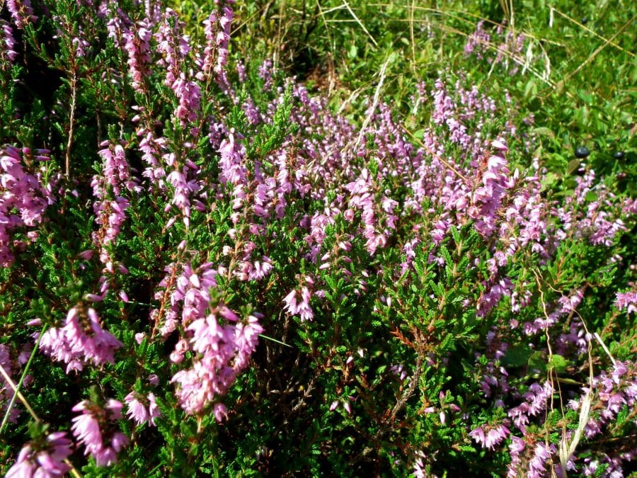 Heather (Calluna and Erica species) Identification Guide