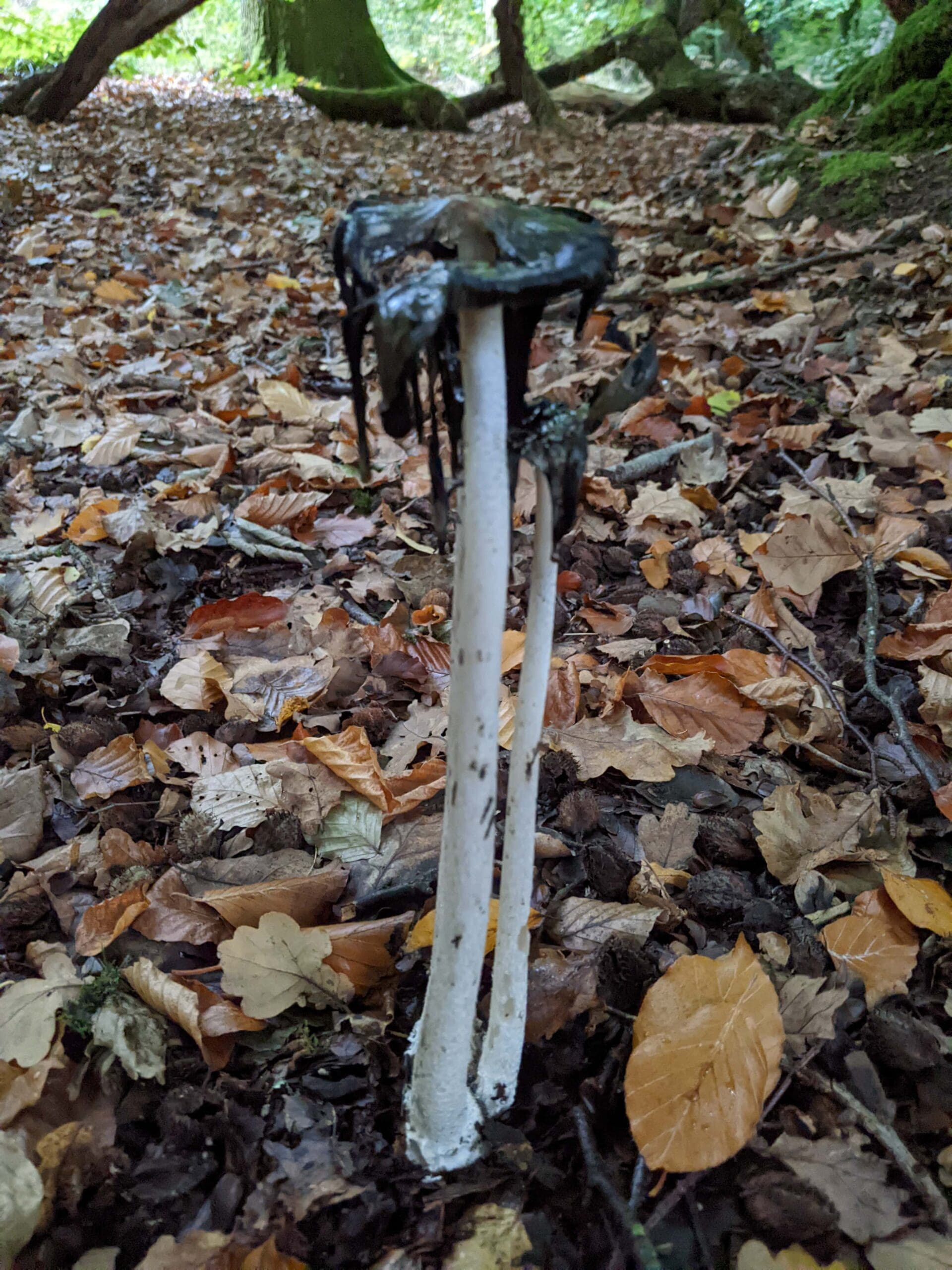 Magpie Inkcap (Coprinopsis picacea) Identification