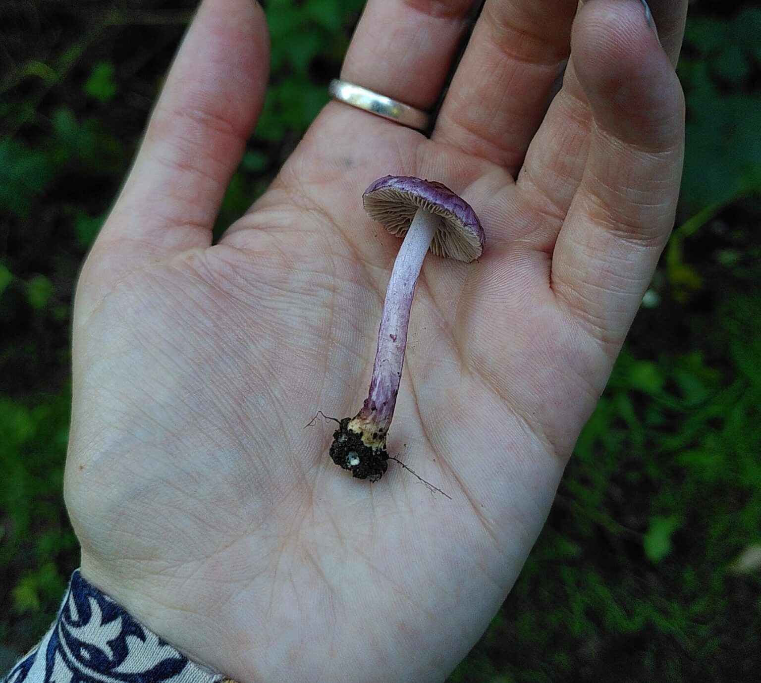 Lilac Fibrecap (Inocybe Geophylla var. lilacina) Identification