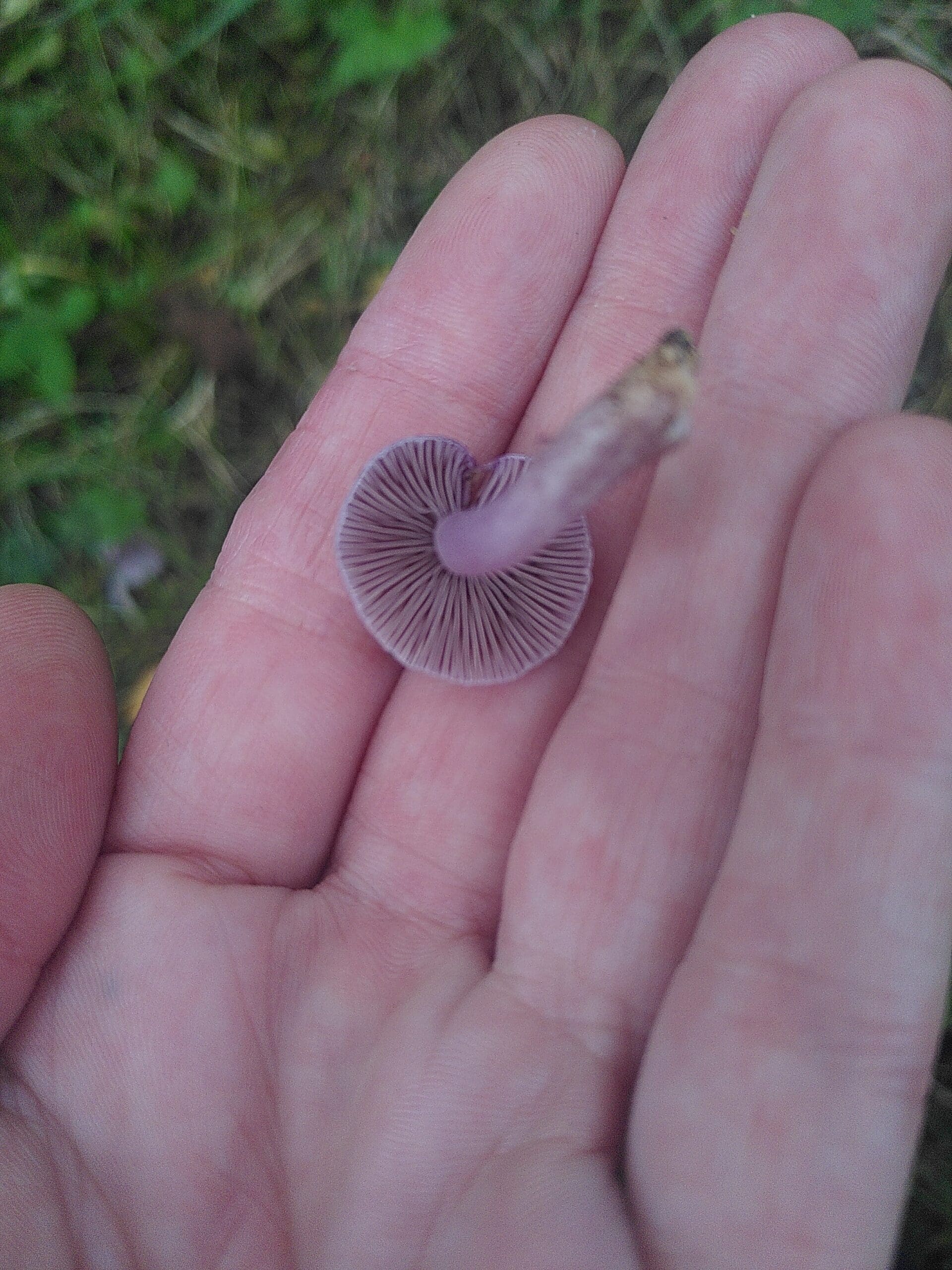 Lilac Fibrecap (Inocybe Geophylla var. lilacina) Identification