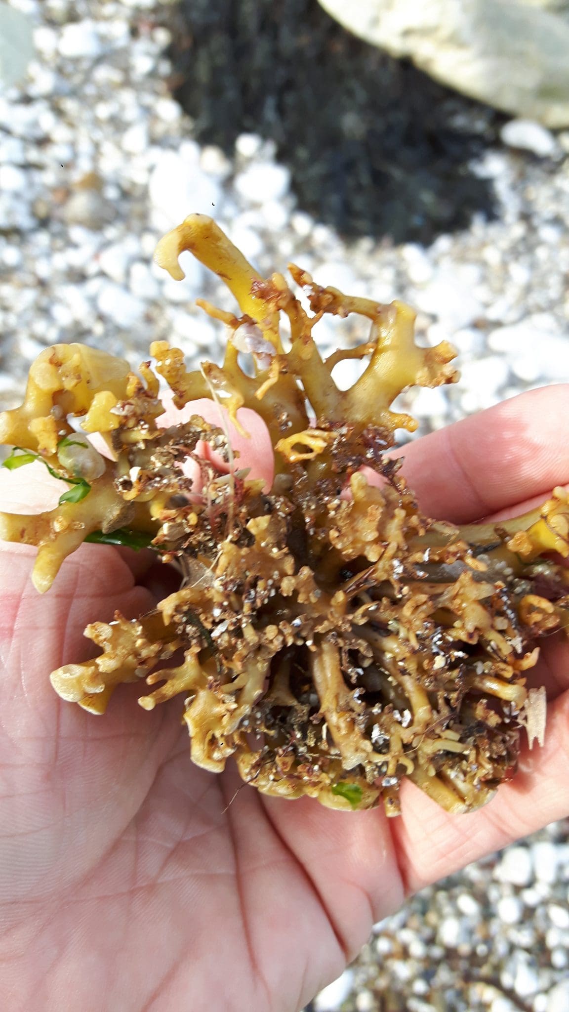 Kelp Seaweed (Laminaria species) Identification