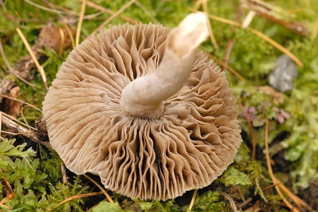 Lilac Fibrecap (Inocybe Geophylla var. lilacina) Identification