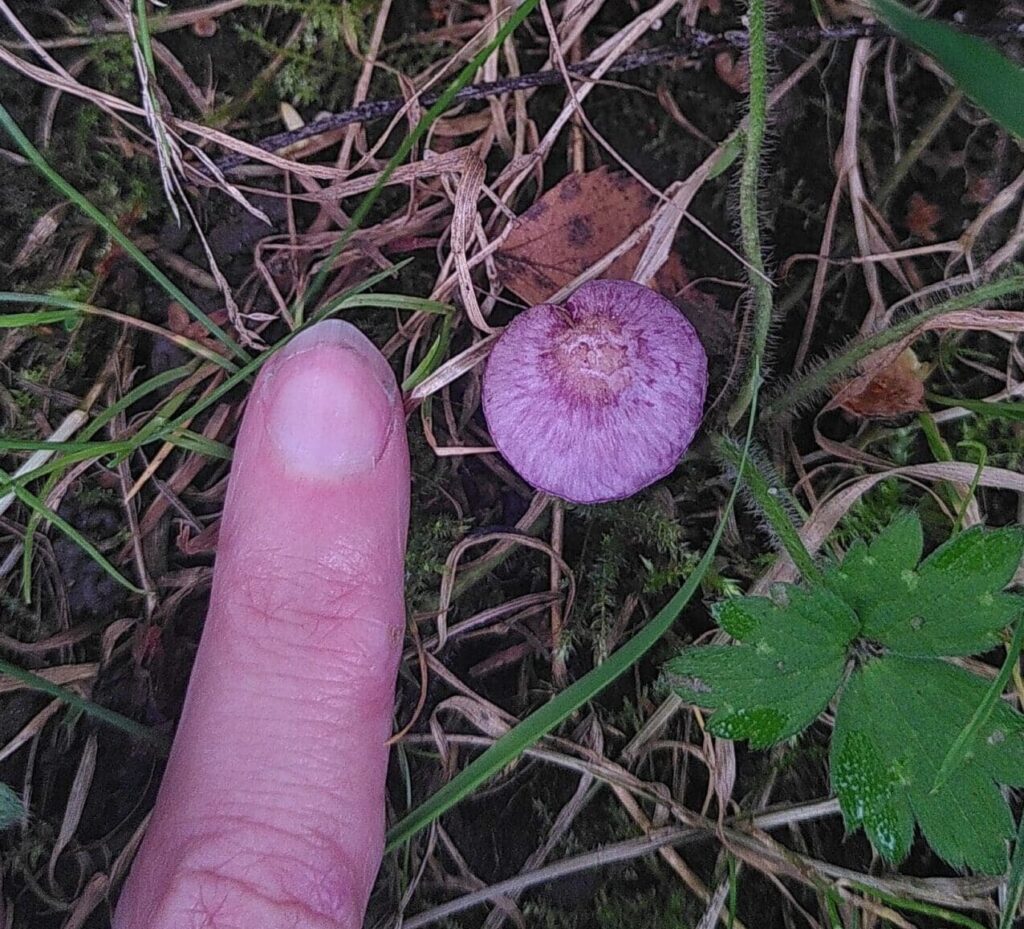 Lilac Fibrecap (Inocybe Geophylla var. lilacina) Identification