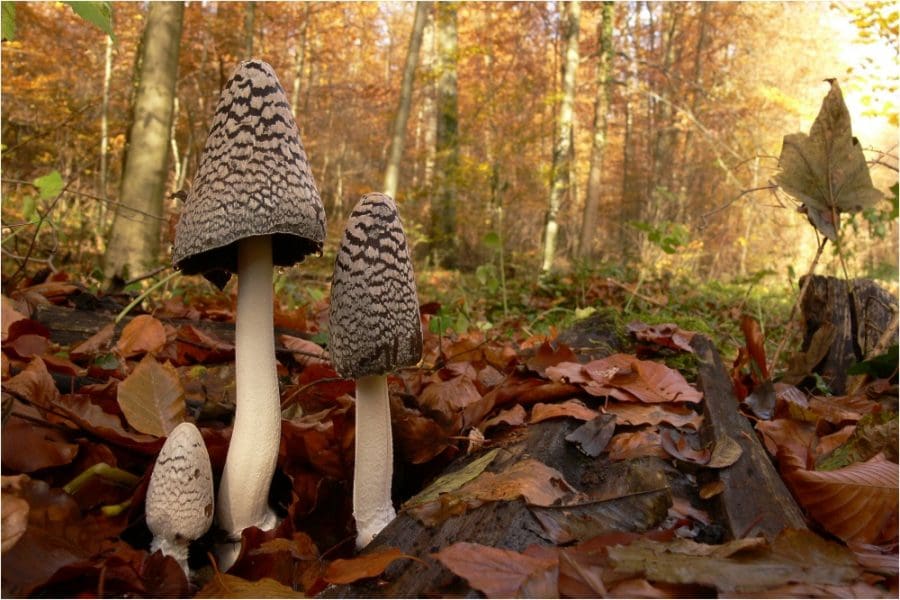Lilac Fibrecap (Inocybe Geophylla var. lilacina) Identification